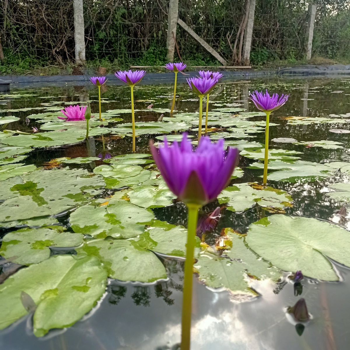 Chipin | Buy water lily in India | Lilypond Store
