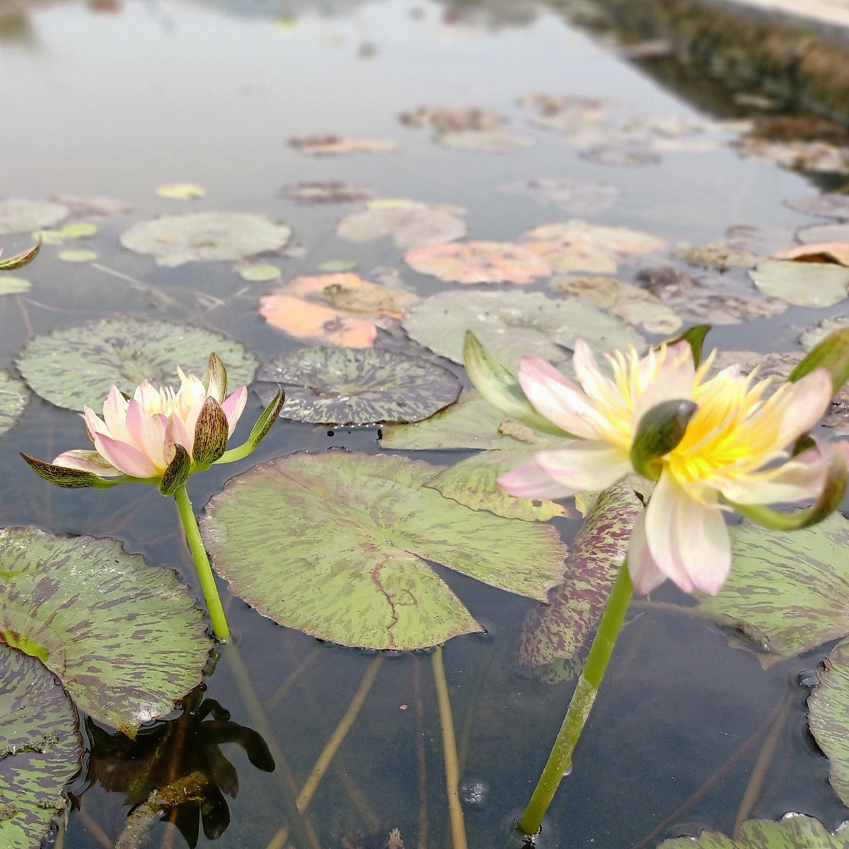 Chance Nangkwang | Buy water lily in India | Lilypond Store