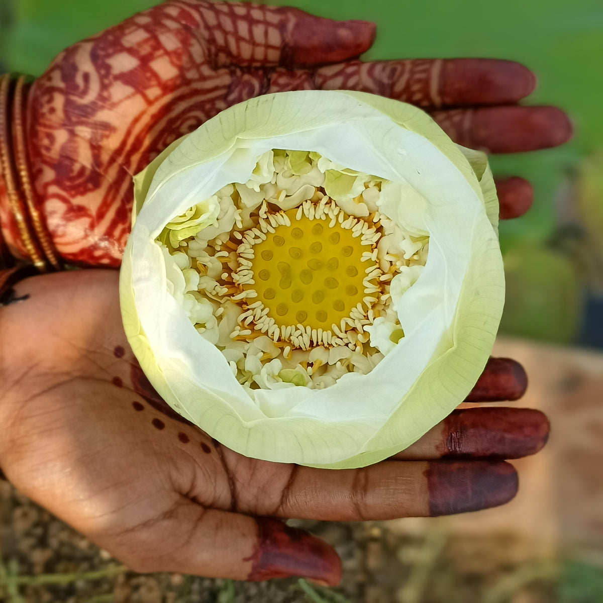 Green Apple- Lotus – Lilypond Store