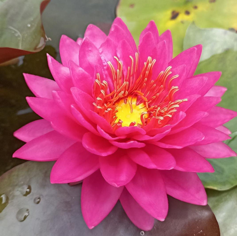 Razzberry | Buy water lily in India | Lilypond Store