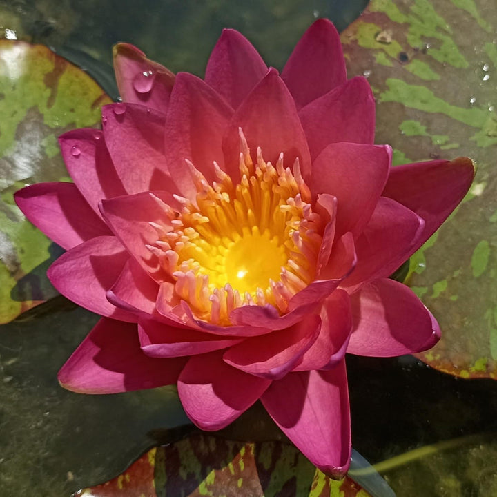 Tropicals – Lilypond Store